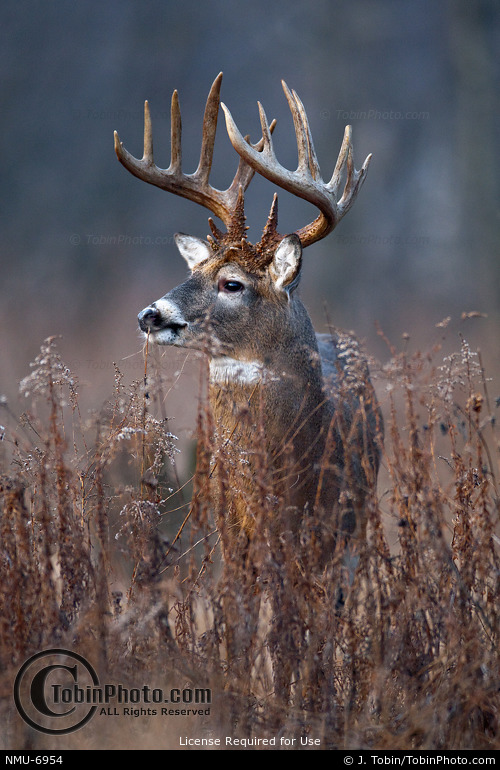 Whitetail Deer In Alarm