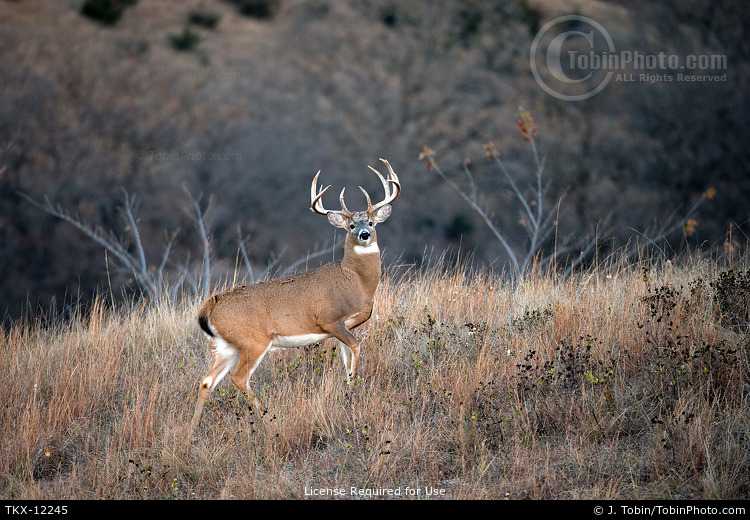 Whitetail Deer In Alarm