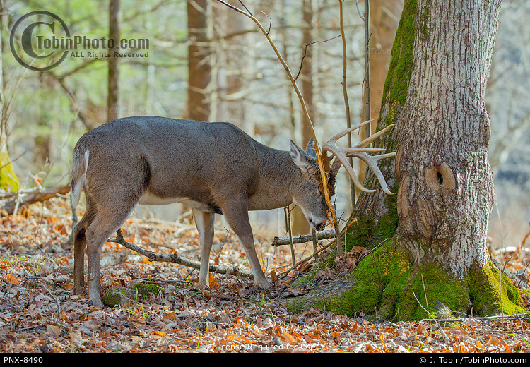 Whitetail Deer Pictures In Trees