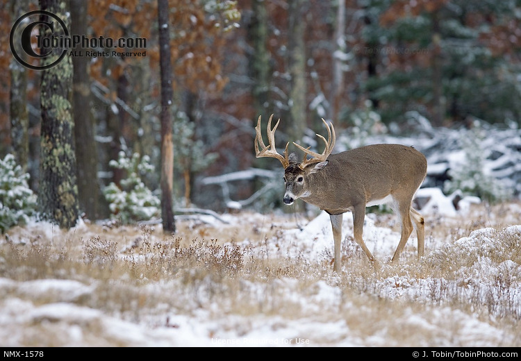 Big Buck Whitetail Deer in Snow NMX-1578