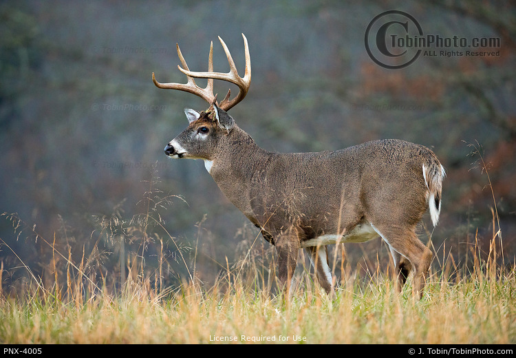 Eight-Point Whitetail Deer PNX-4005