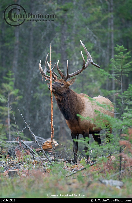Elk Rubbing Tree Photo JKU-1511