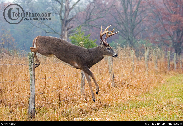 Whitetail Buck Jumping Fence